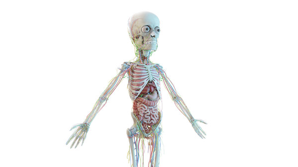 3D model kid boy anatomy - TurboSquid 1651478