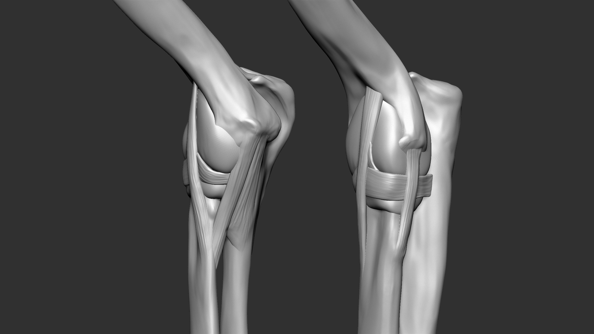 Dog muscles anatomy model - TurboSquid 1651540