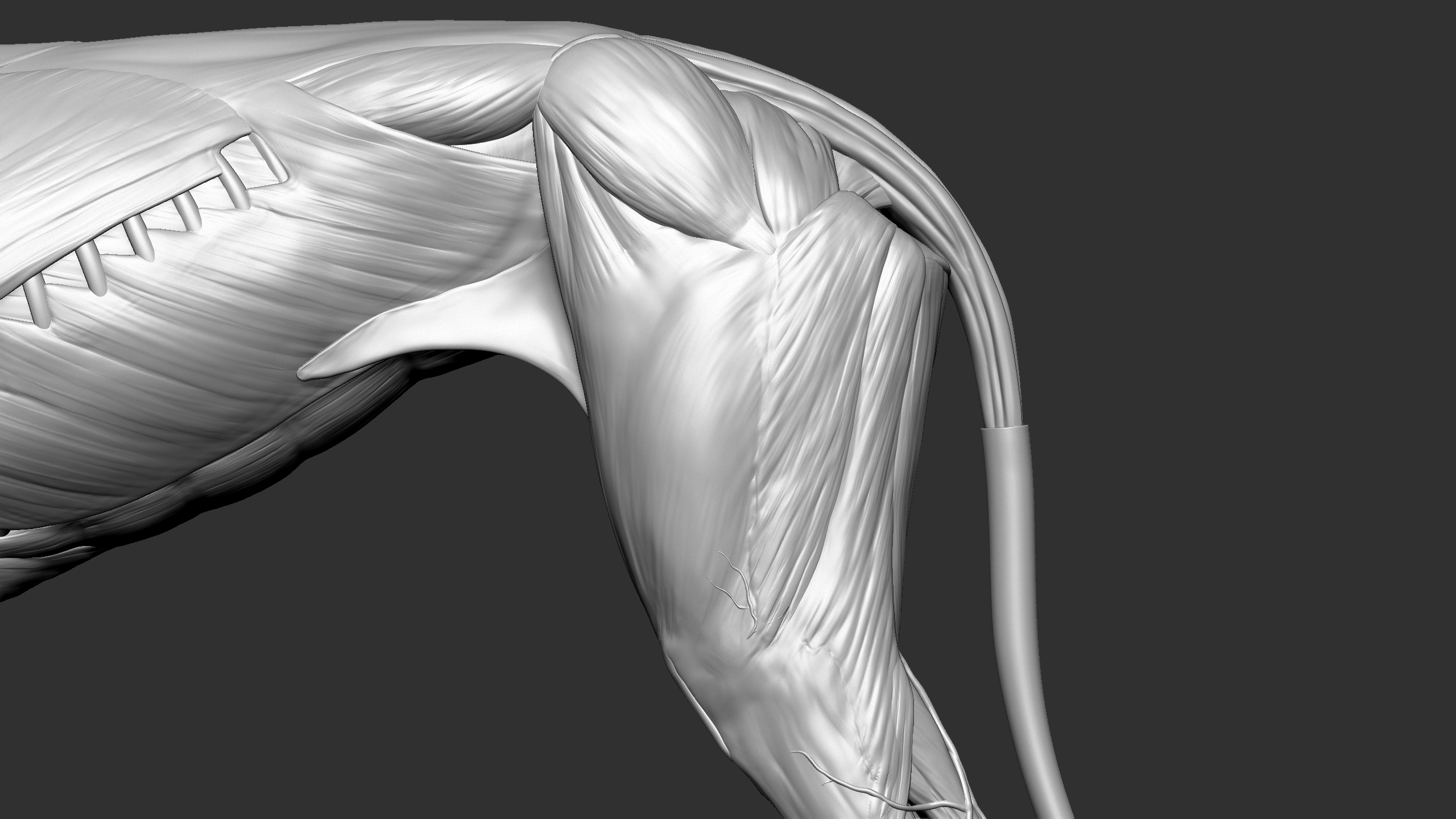 Dog muscles anatomy model - TurboSquid 1651540