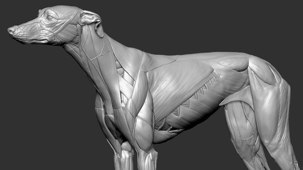 Dog muscles anatomy model - TurboSquid 1651540