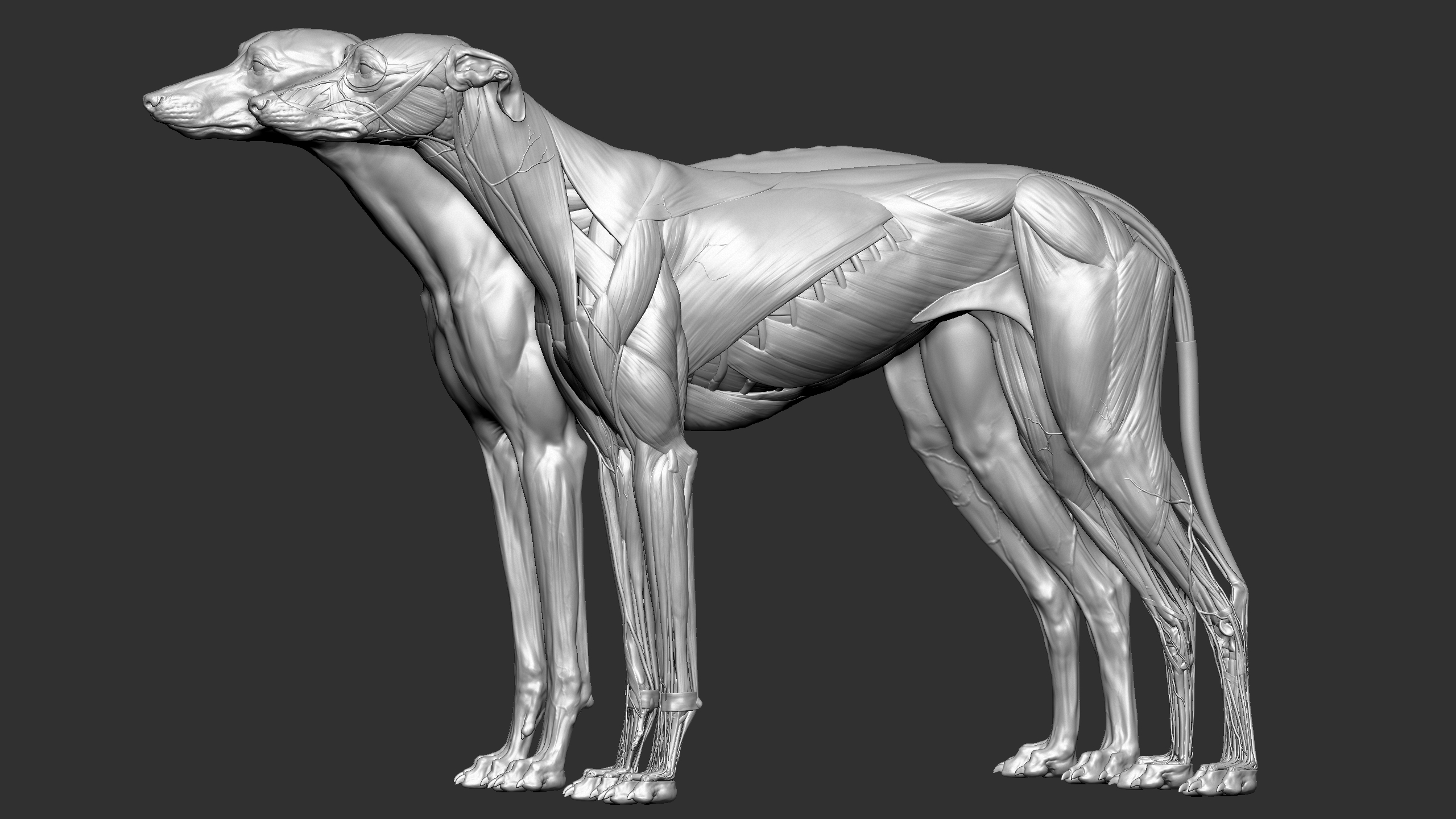 Dog muscles anatomy model - TurboSquid 1651540