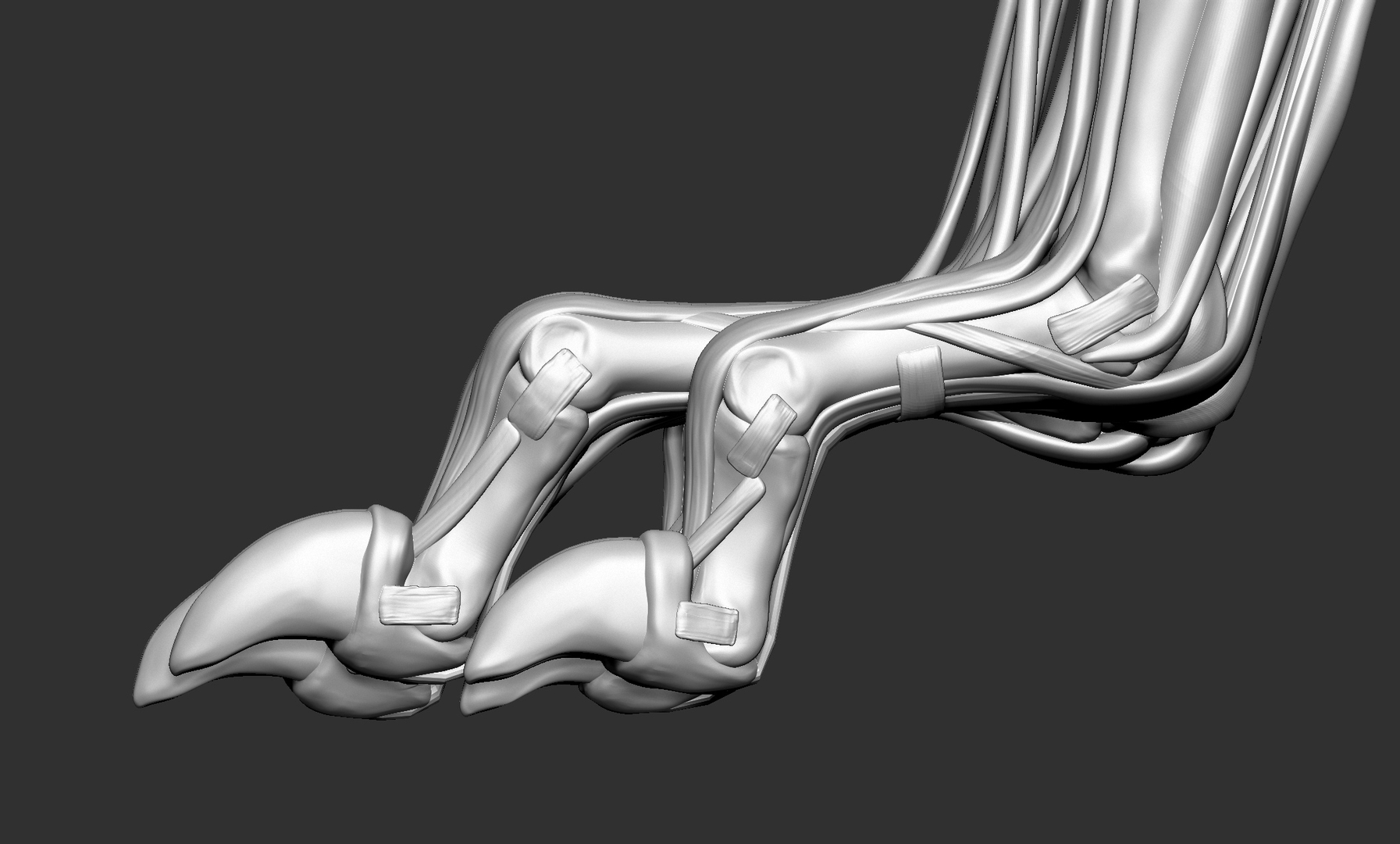 Dog muscles anatomy model - TurboSquid 1651540