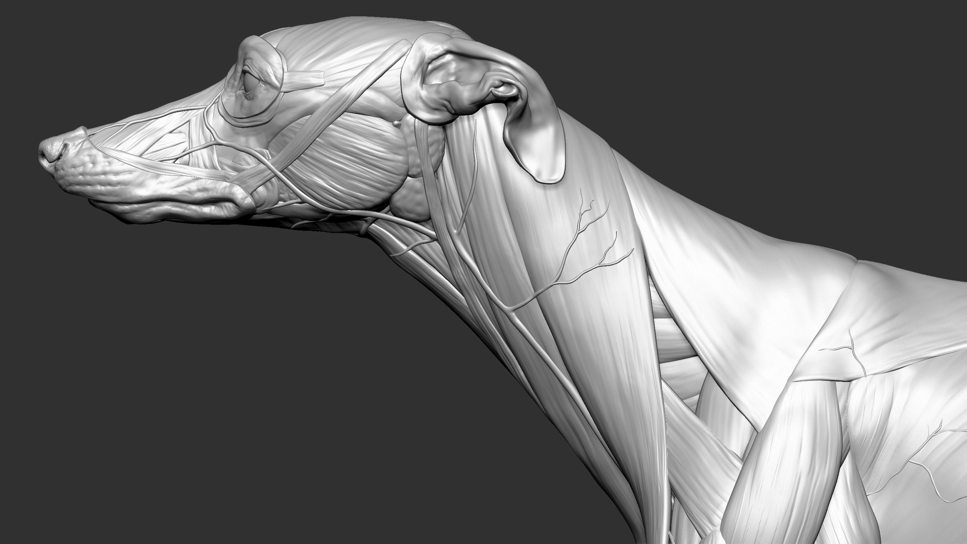 Dog muscles anatomy model - TurboSquid 1651540