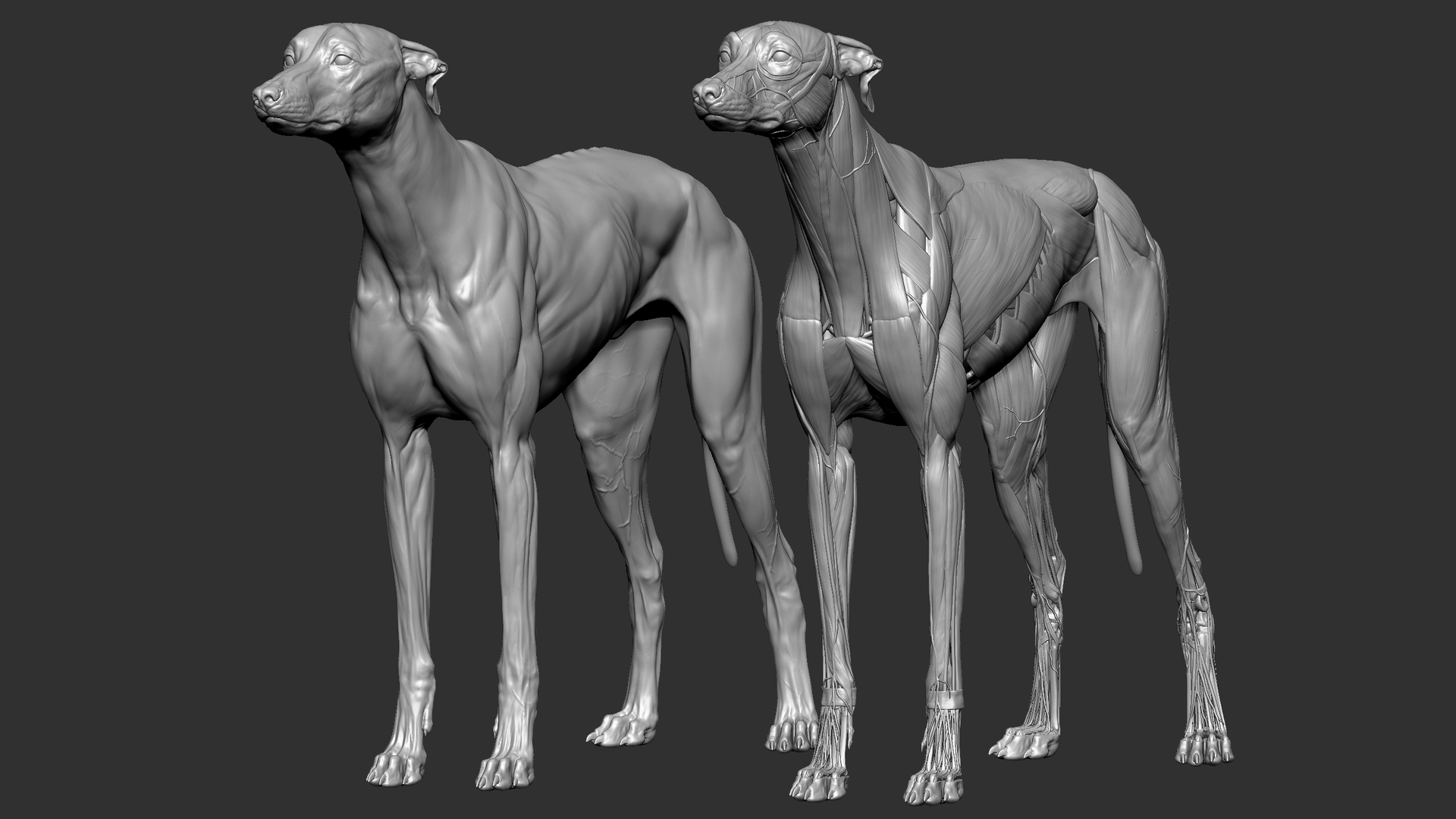 Dog muscles anatomy model - TurboSquid 1651540