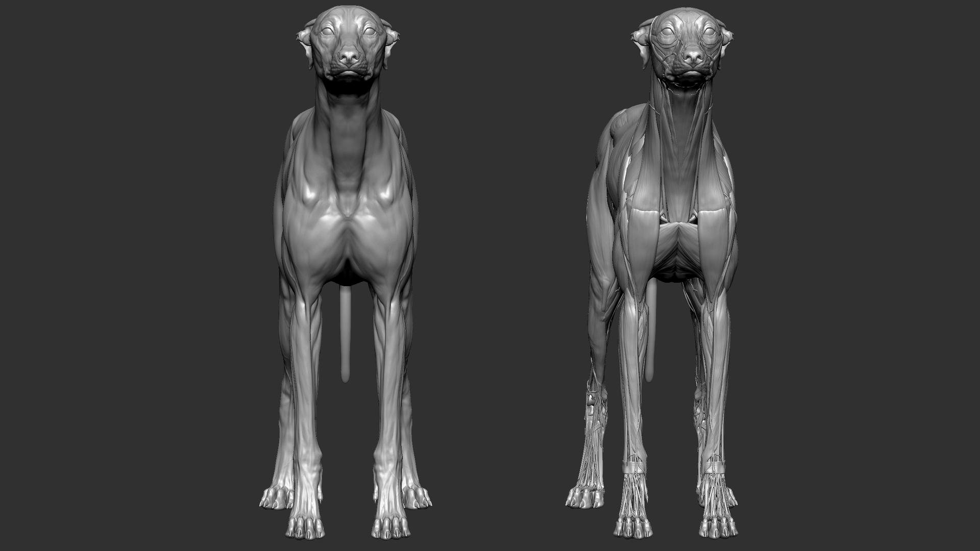 Dog muscles anatomy model - TurboSquid 1651540