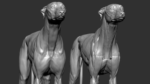Dog muscles anatomy model - TurboSquid 1651540