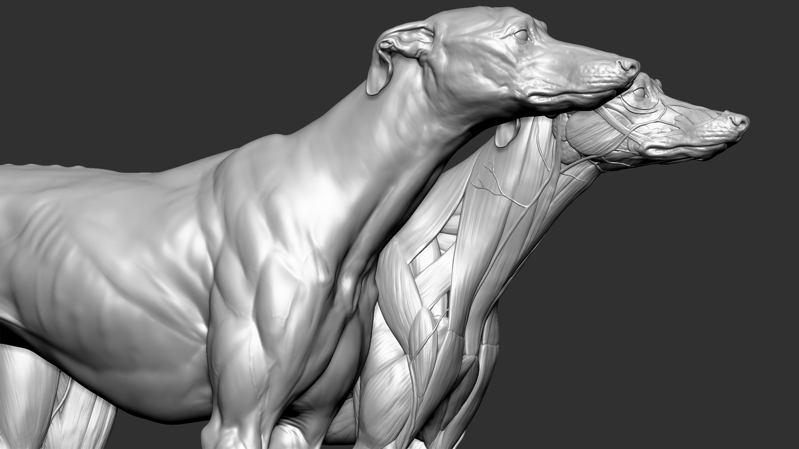 Dog muscles anatomy model - TurboSquid 1651540