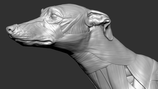 Dog muscles anatomy model - TurboSquid 1651540