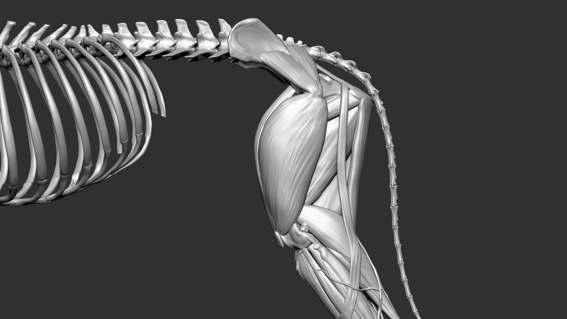 Dog muscles anatomy model - TurboSquid 1651540