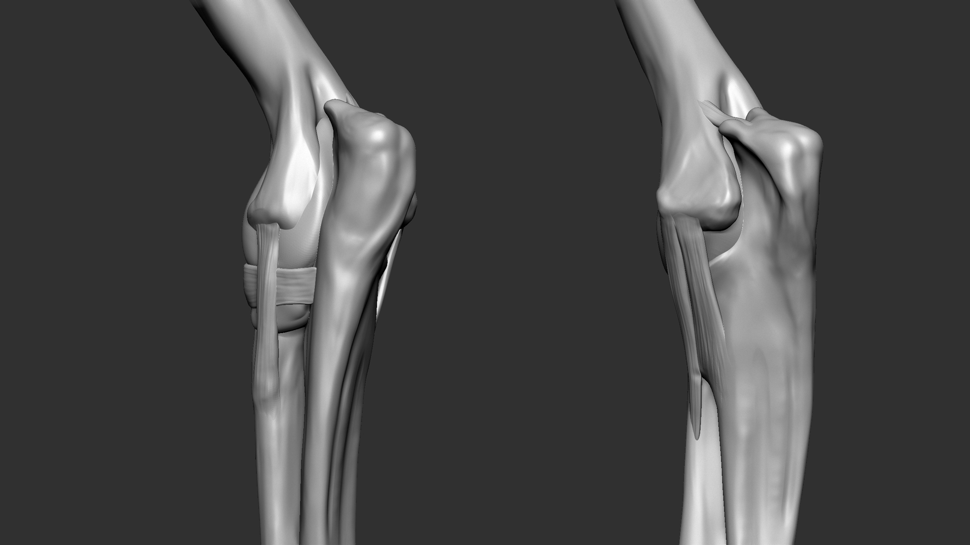 Dog muscles anatomy model - TurboSquid 1651540
