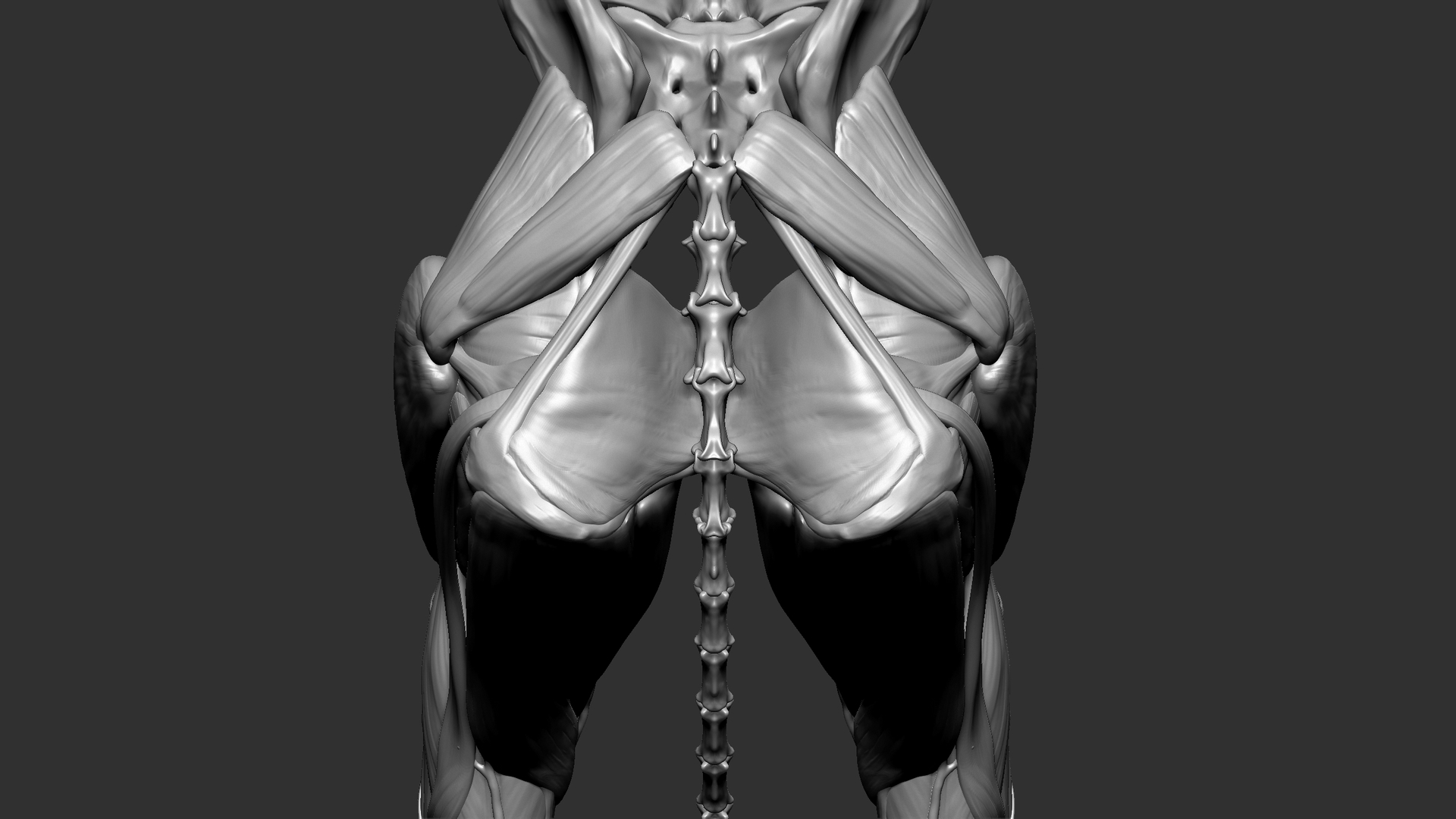 Dog muscles anatomy model - TurboSquid 1651540