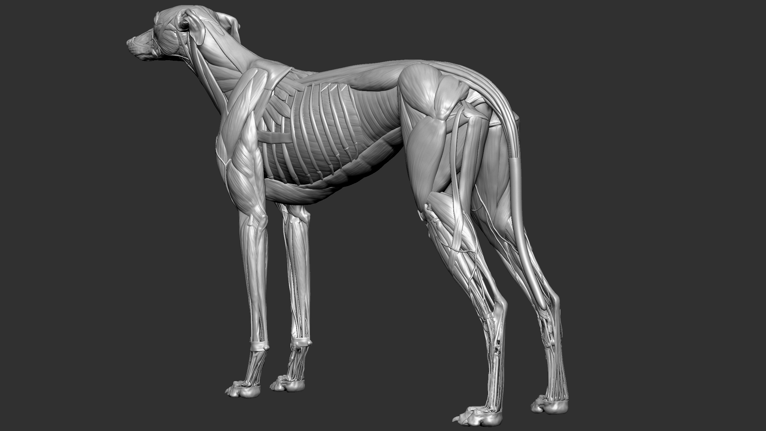 Dog muscles anatomy model - TurboSquid 1651540