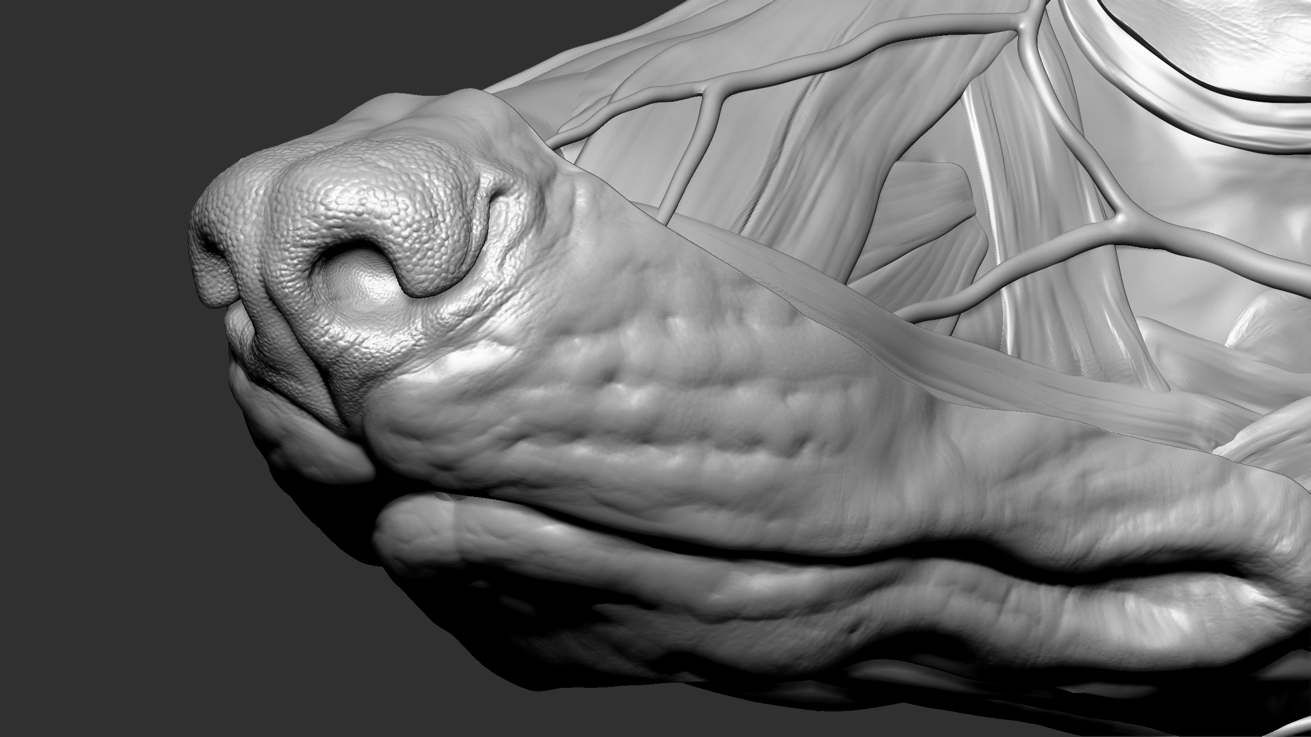 Dog muscles anatomy model - TurboSquid 1651540