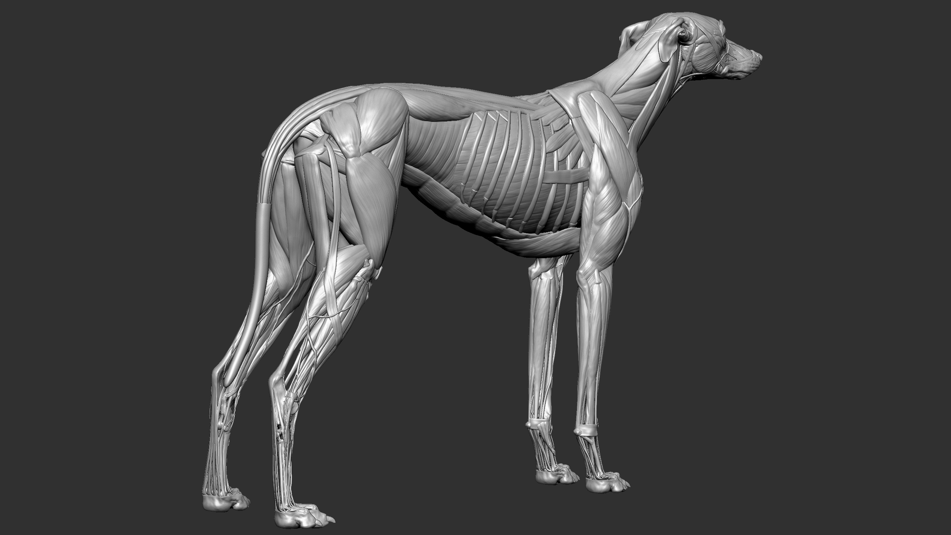 Dog muscles anatomy model - TurboSquid 1651540