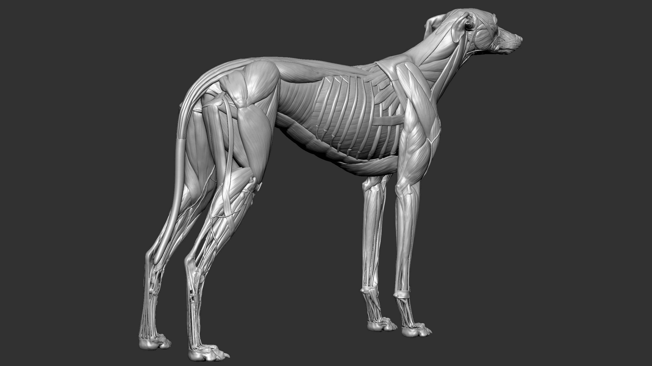 Dog muscles anatomy model - TurboSquid 1651540