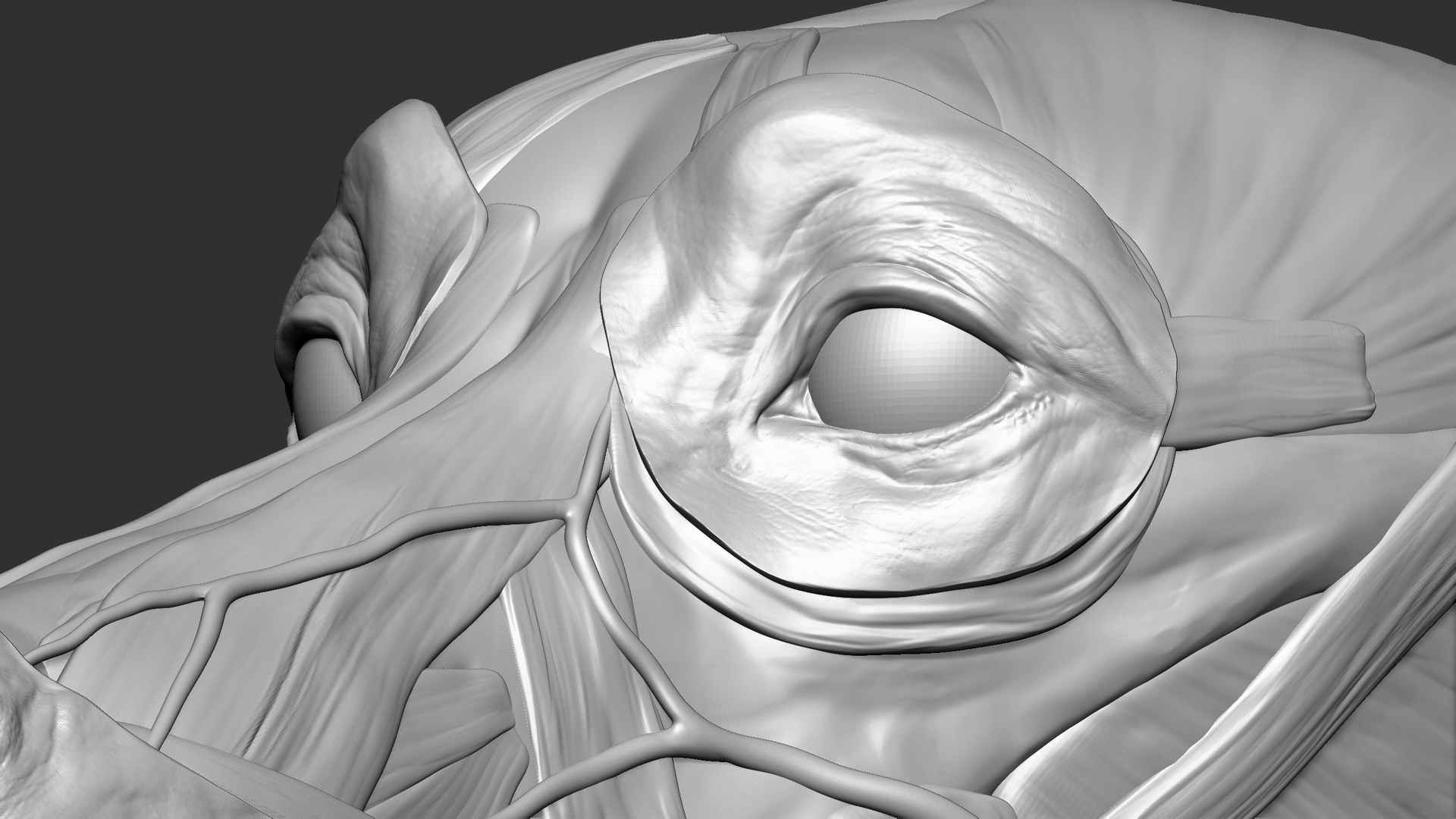 Dog muscles anatomy model - TurboSquid 1651540