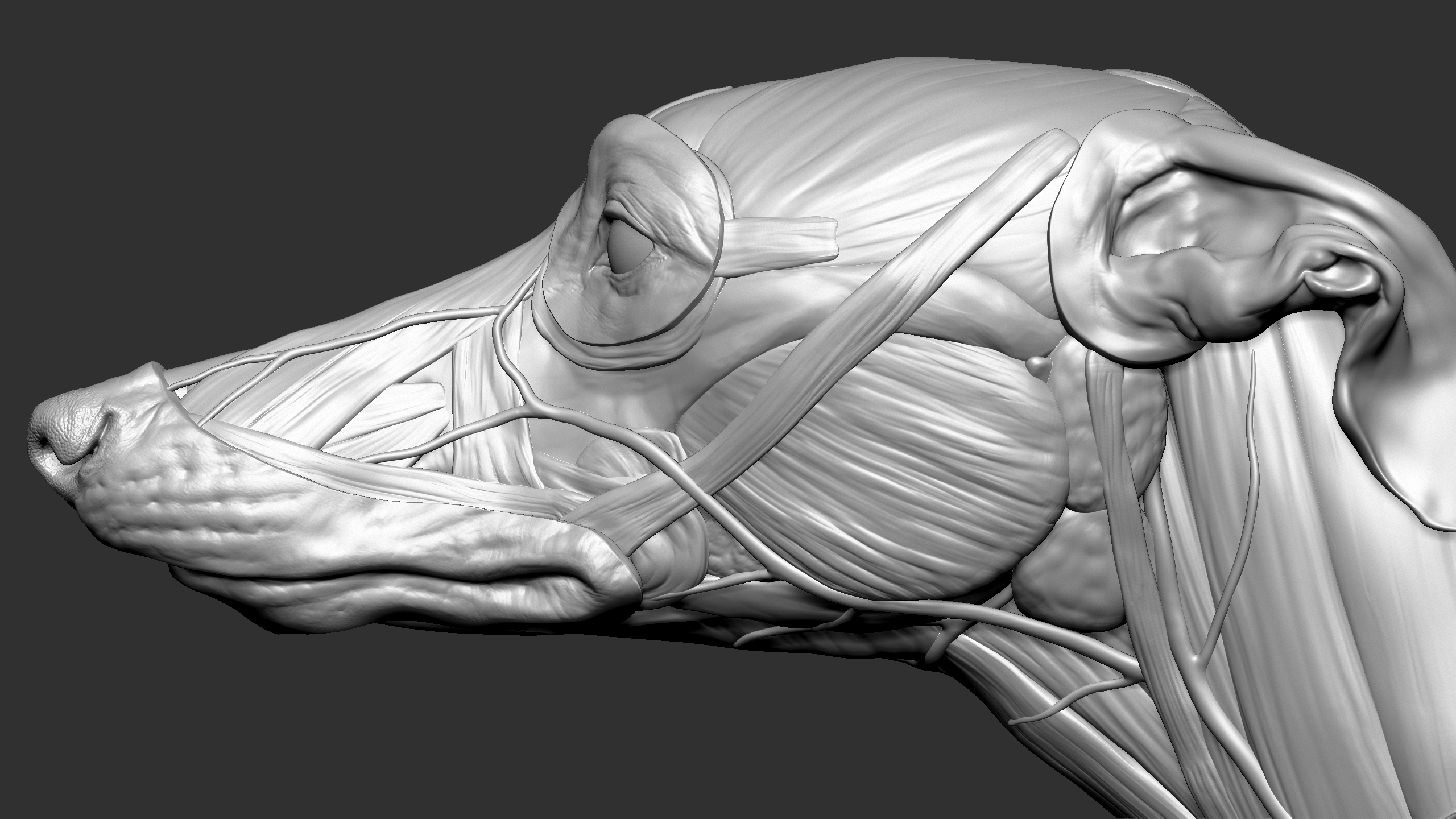 Dog muscles anatomy model - TurboSquid 1651540