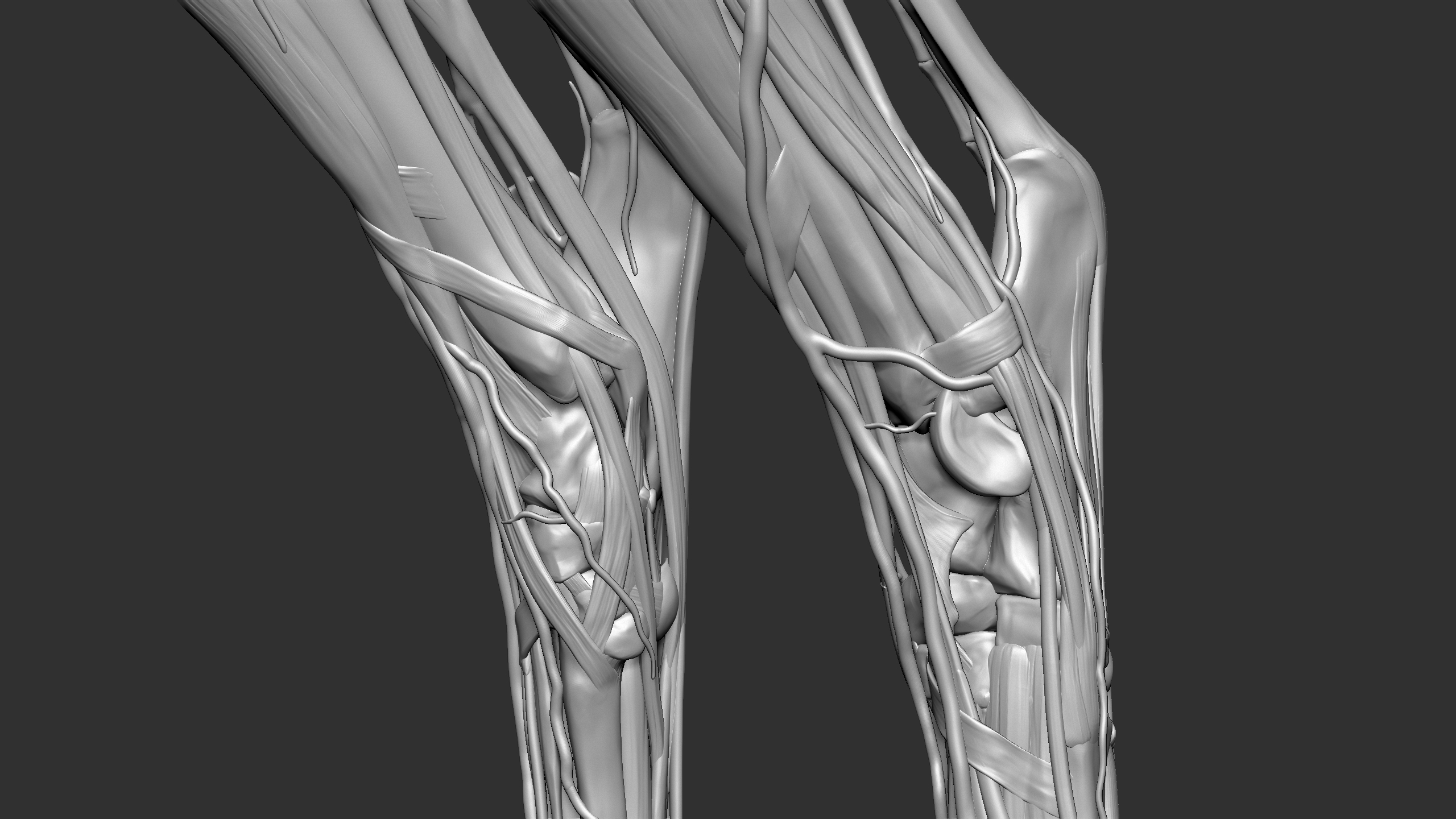 Dog muscles anatomy model - TurboSquid 1651540