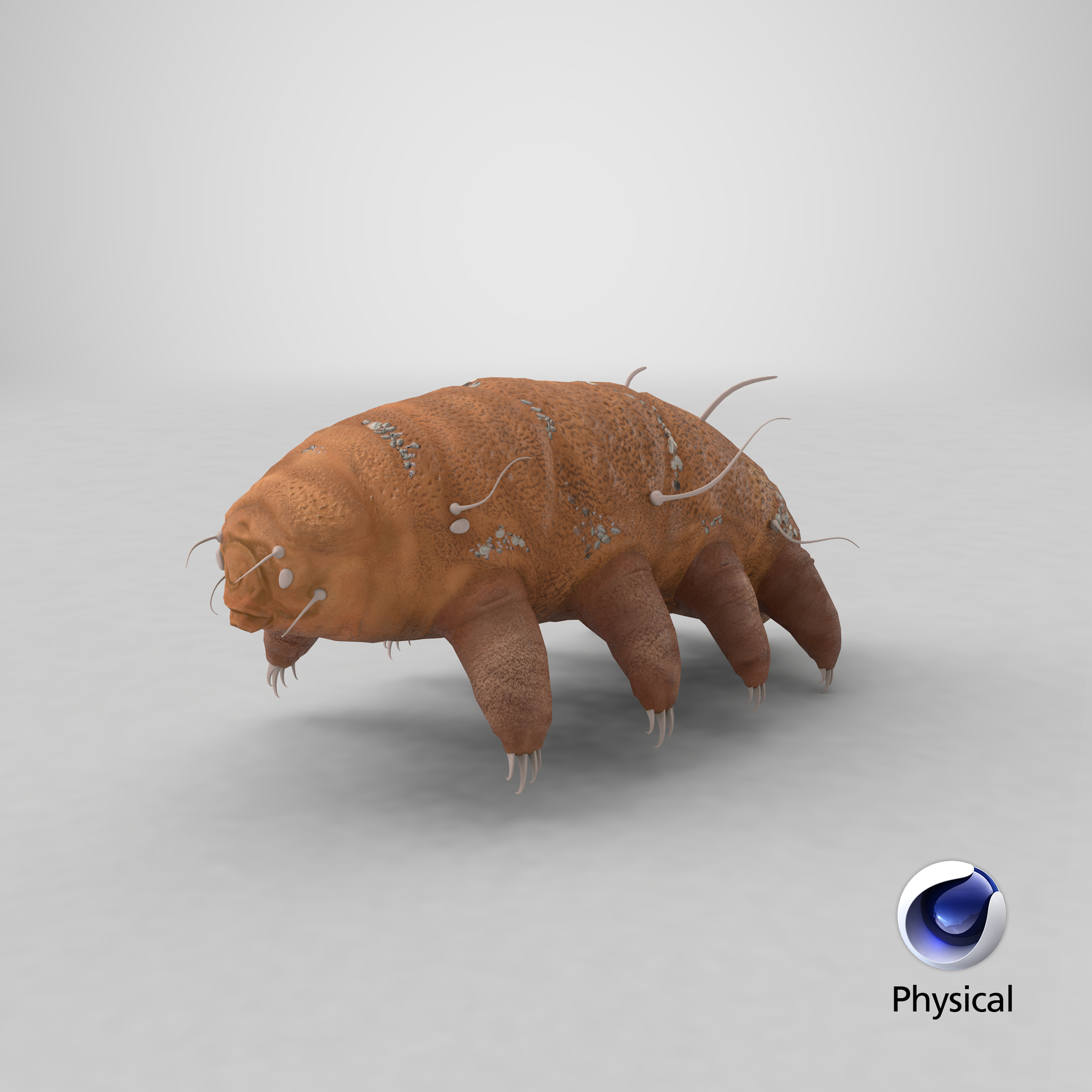 Tardigrade pbr 3D model - TurboSquid 1582265