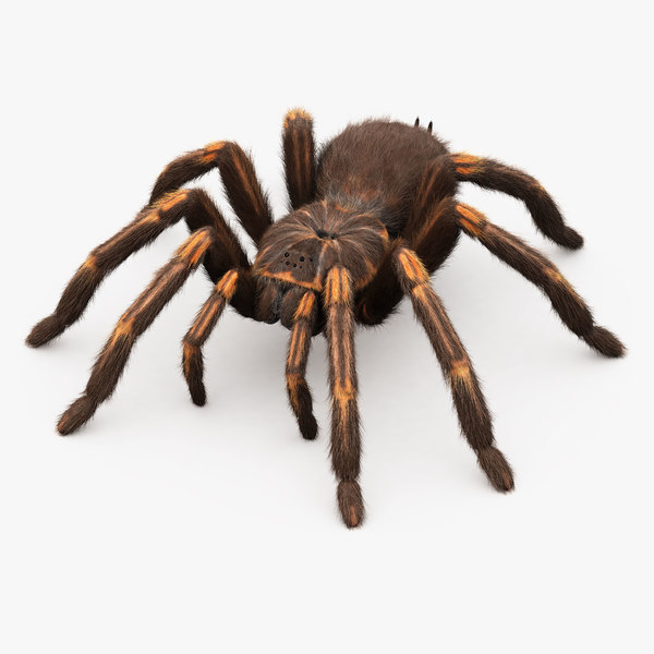 Realistic tarantula animations rig 3D - TurboSquid 1653455