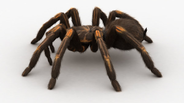 Realistic tarantula animations rig 3D - TurboSquid 1653455