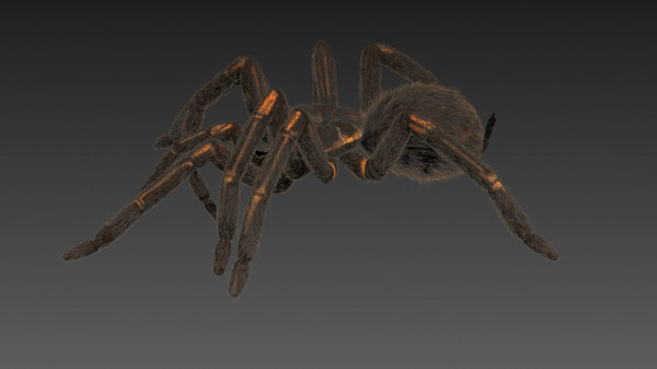 Realistic tarantula animations rig 3D - TurboSquid 1653455