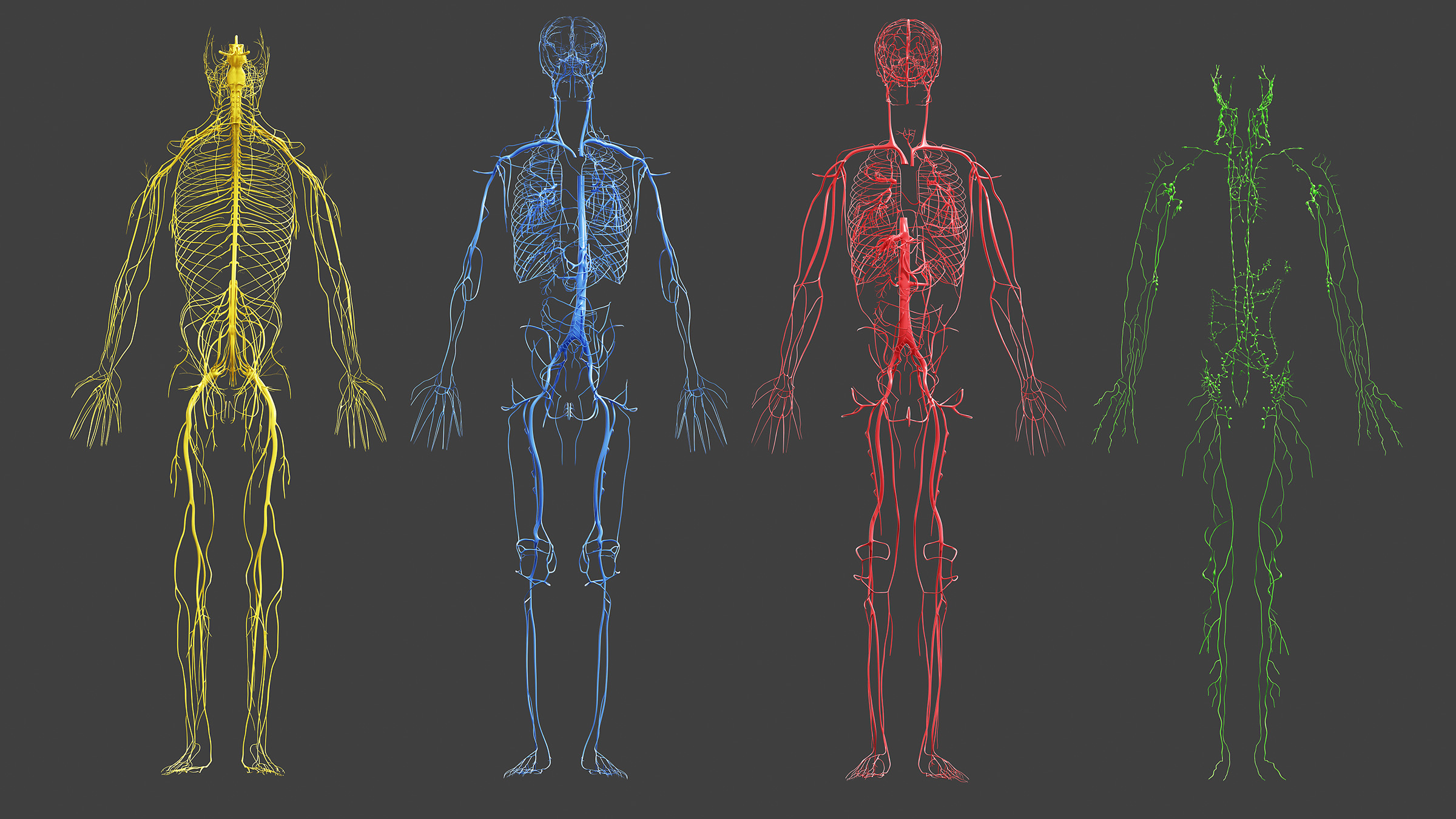 Male female anatomy set 3D model - TurboSquid 1594025