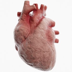 Anatomy Clay Blender Models for Download | TurboSquid