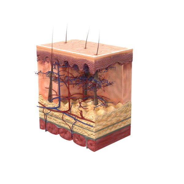 Free 3D Skin Models | TurboSquid