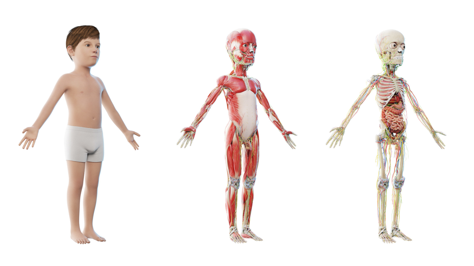 Girl boy kids anatomy model - TurboSquid 1657566