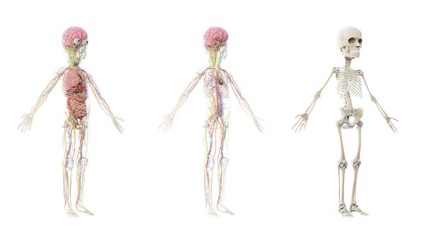 Girl boy kids anatomy model - TurboSquid 1657566