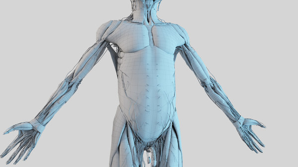 Girl boy kids anatomy model - TurboSquid 1657566