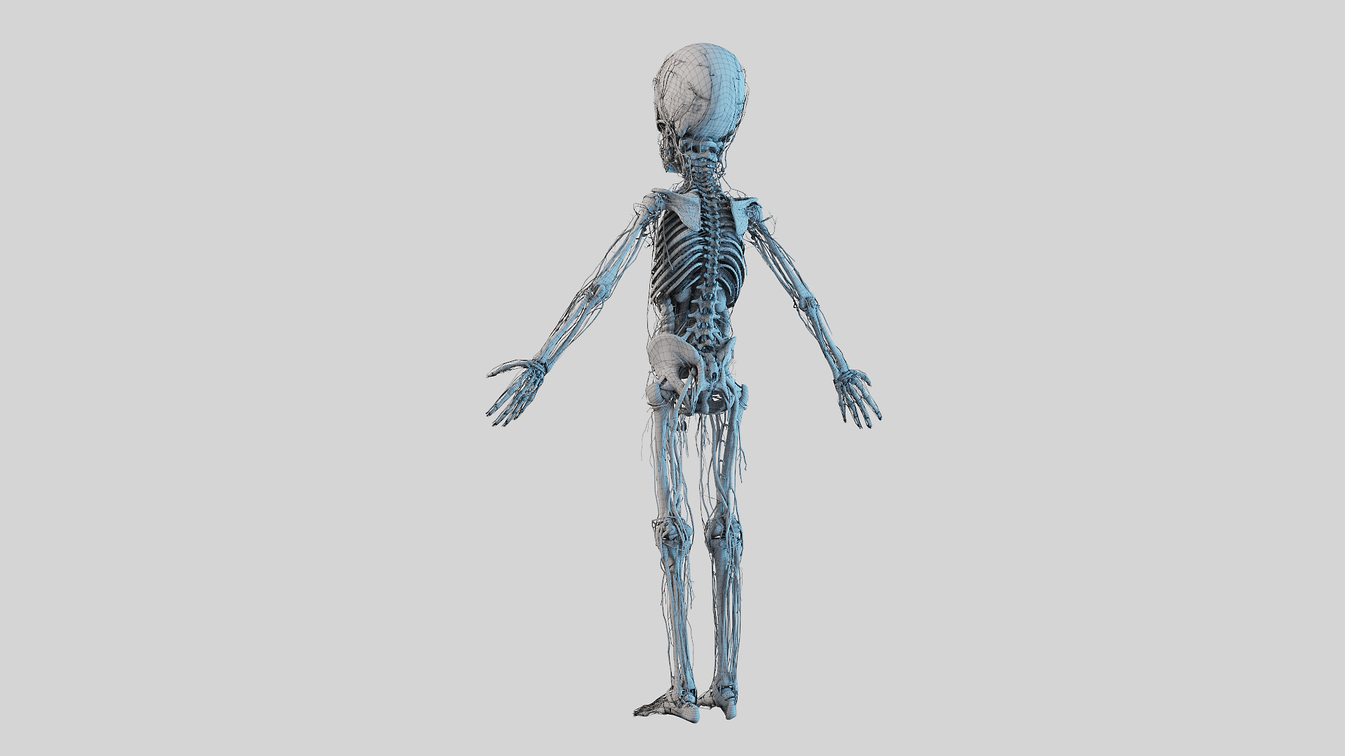 Girl boy kids anatomy model - TurboSquid 1657566