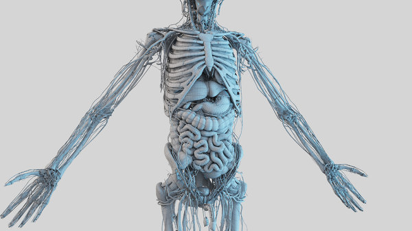 Girl boy kids anatomy model - TurboSquid 1657566