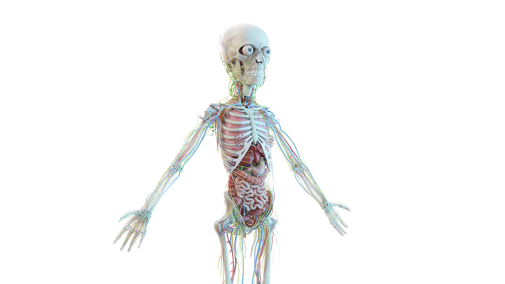 Girl boy kids anatomy model - TurboSquid 1657566