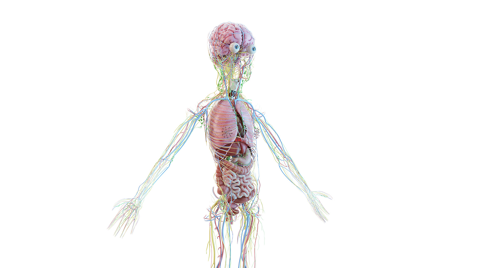 Girl boy kids anatomy model - TurboSquid 1657566