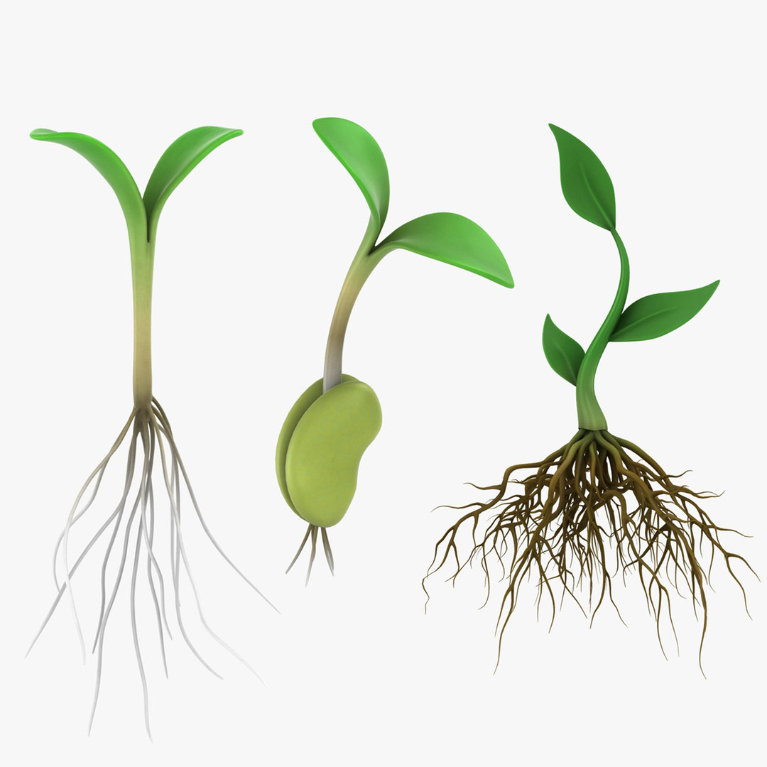 3D model plant roots - TurboSquid 1657225