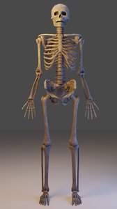 Human Skeleton Blender Models for Download | TurboSquid