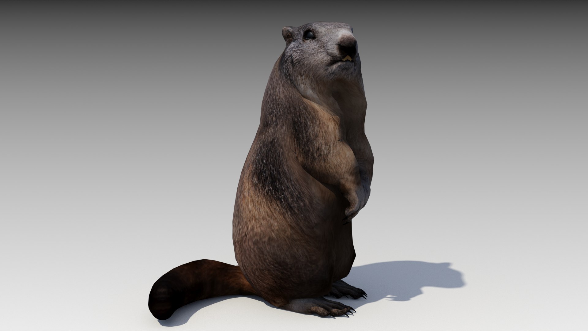 3D model marmot - TurboSquid 1657346