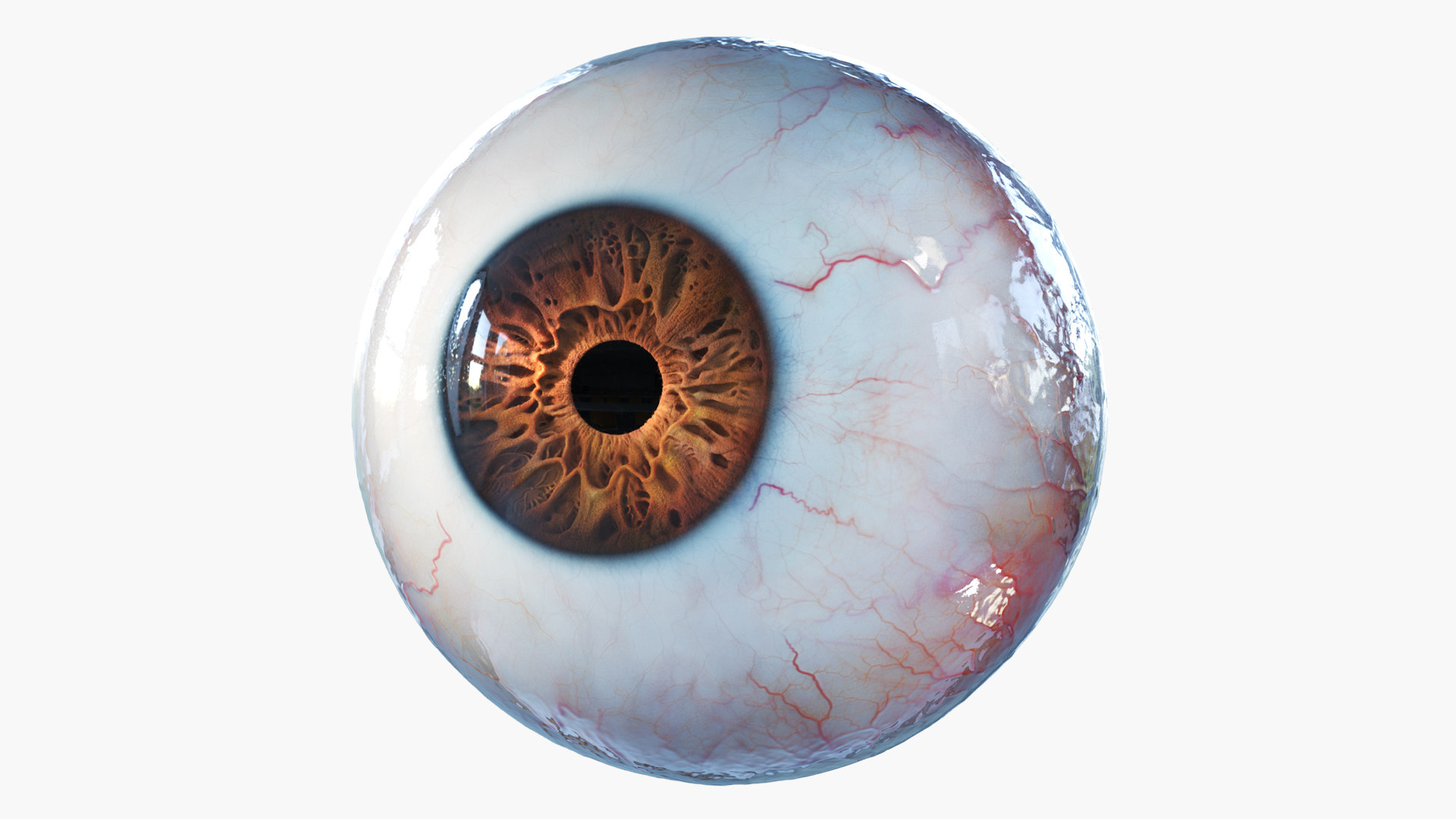 3D human eye rigged eyeball model - TurboSquid 1657779