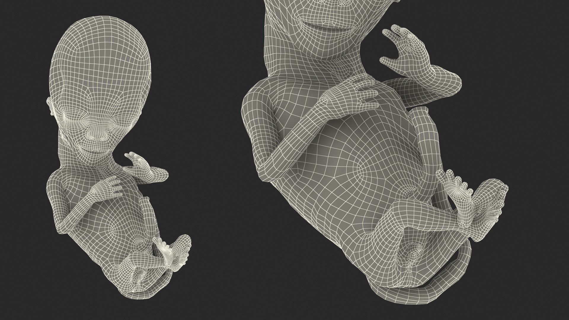 Human fetus 12 weeks model - TurboSquid 1657906