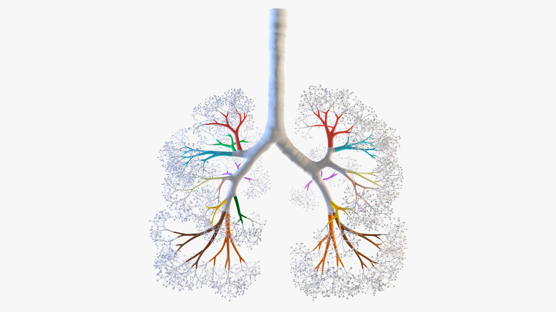 Lungs trachea 3D model - TurboSquid 1546197