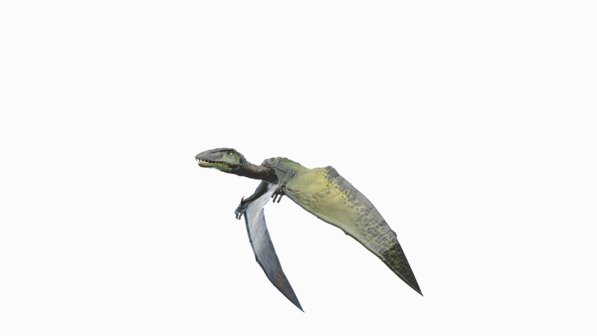 Dimorphodon 3D model - TurboSquid 1659026