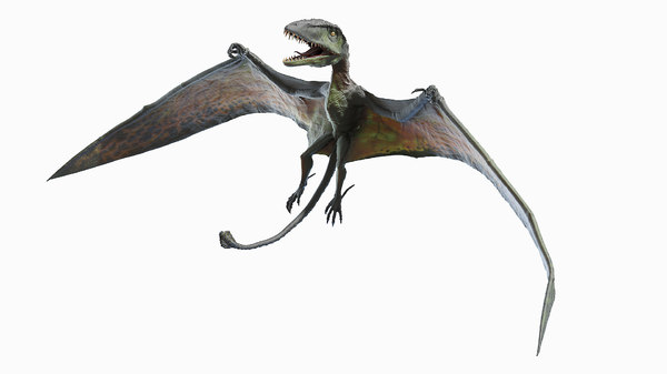 Dimorphodon 3D model - TurboSquid 1659026