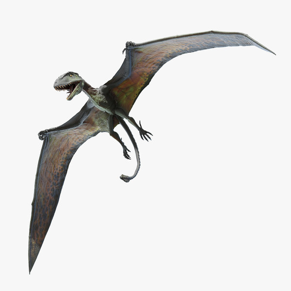modelo 3d Dimorphodon animado - TurboSquid 1659026