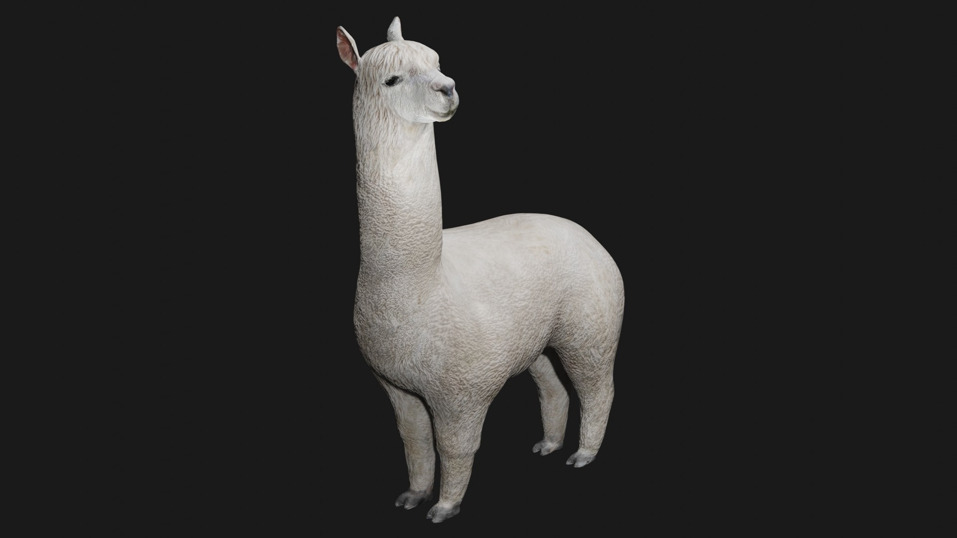 Llama rigged 3D model - TurboSquid 1659093