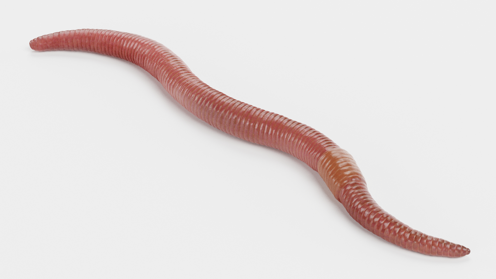 Earthworm earth worm 3D model - TurboSquid 1659196