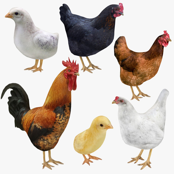 x ready chicken animations rooster