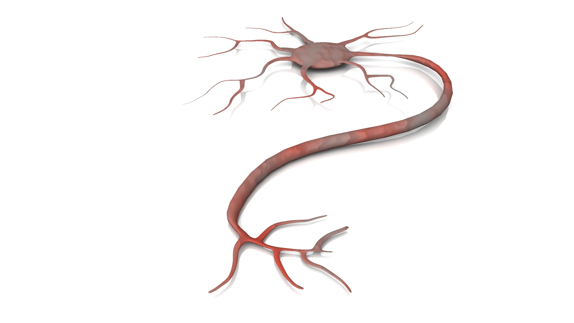 Free 3D neuron model - TurboSquid 1659870