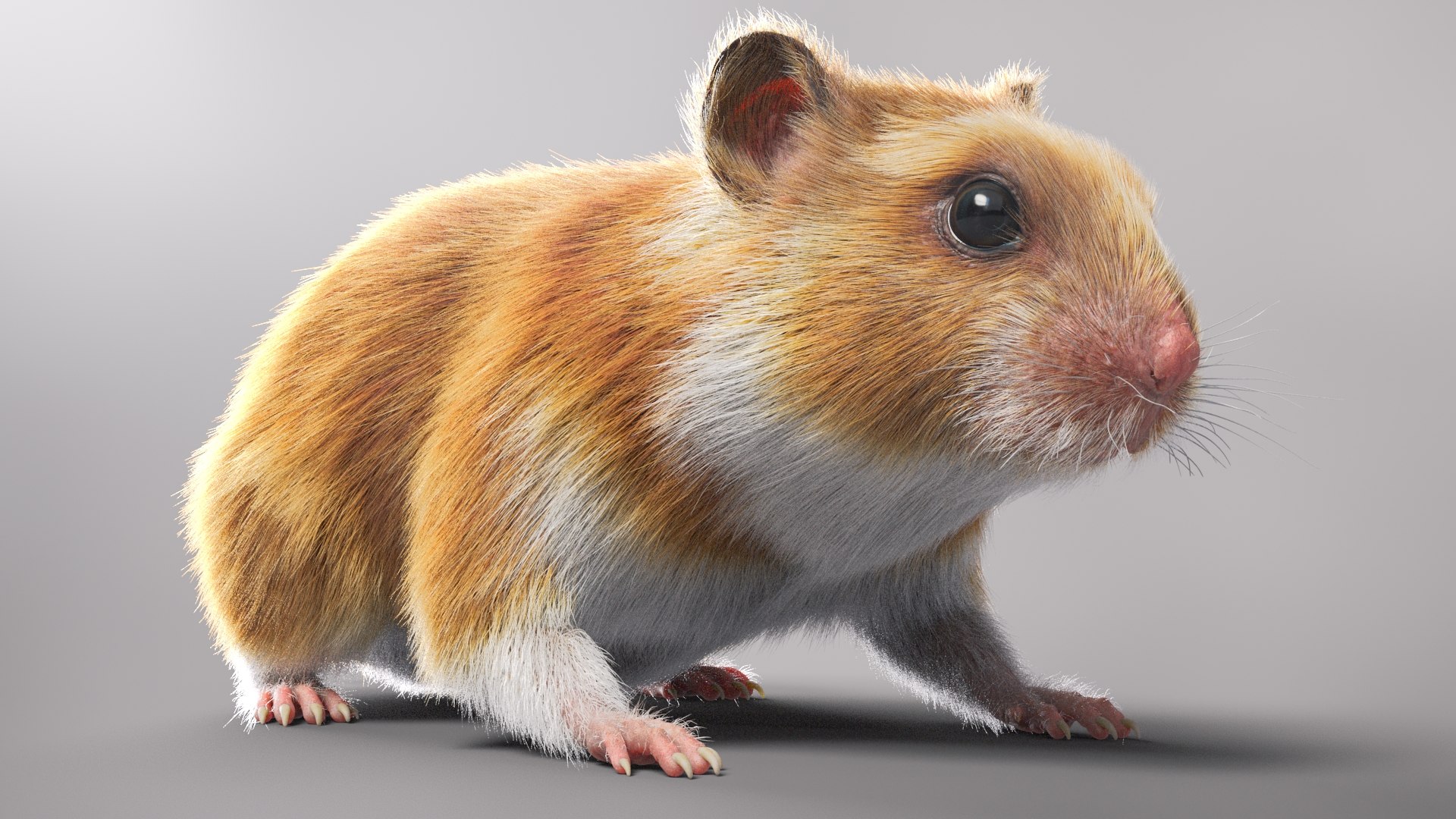 3D hamster hair fur - TurboSquid 1660710